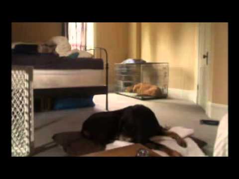 Dog Cam Live Stream - YouTube