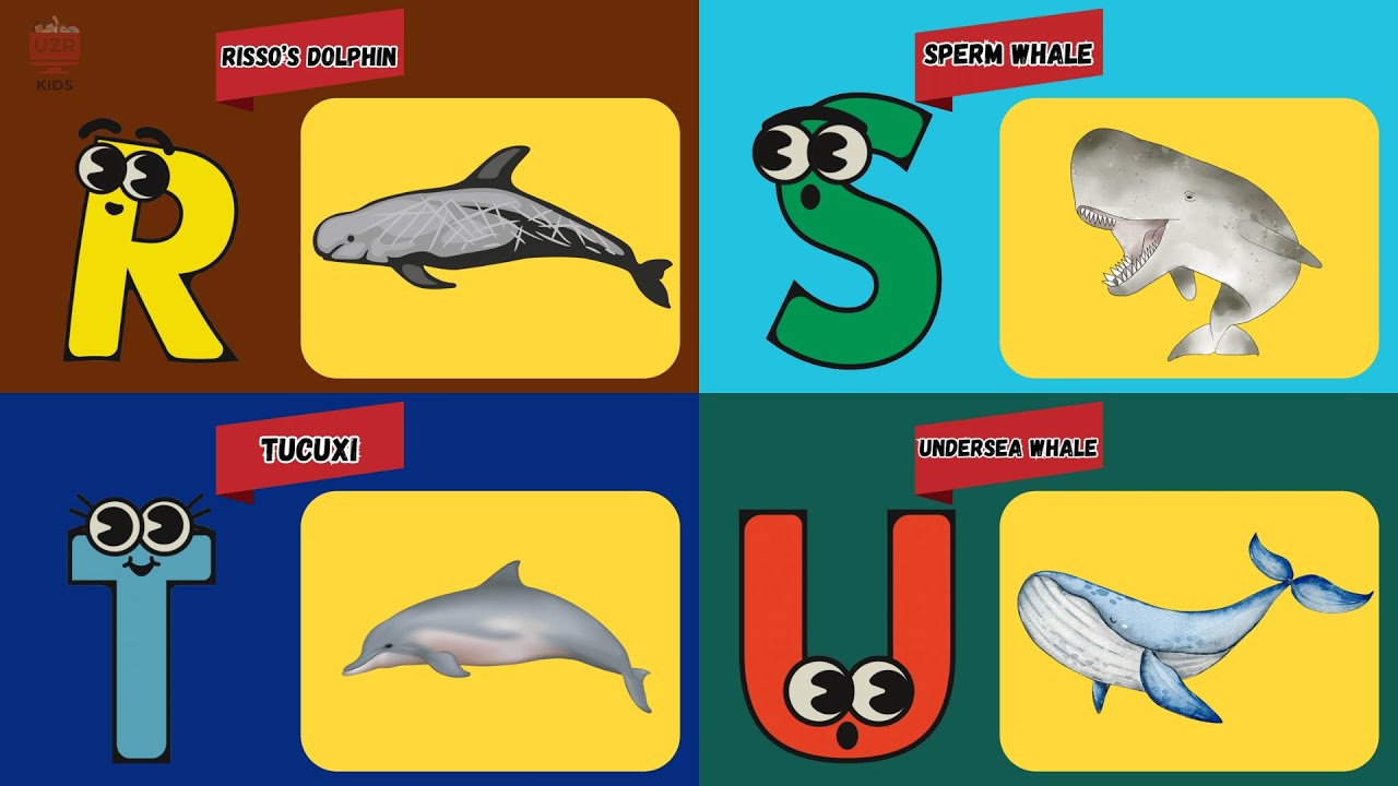 ABC Whale & Dolphin Song 🐋 | Learn Marine Mammals Alphabet for Kids ...