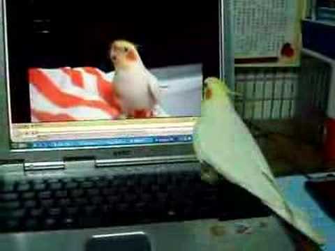 Cockatiel singing a birthday song - YouTube