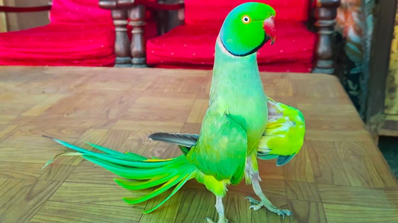 Amazing Dancing Ringneck Parrot || So Funny Green Parrot Having Fun On ...