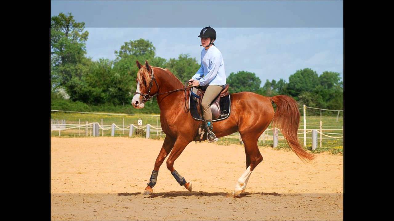 Amghar Padron - Arabian stallion - (Padron x Muscat ). - YouTube