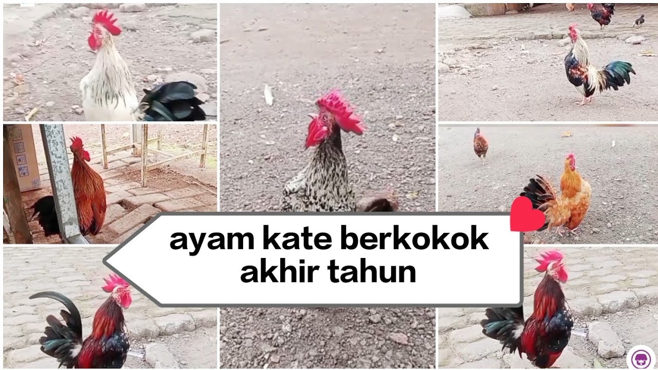 Ayam kate berkokok #ayamkate - YouTube