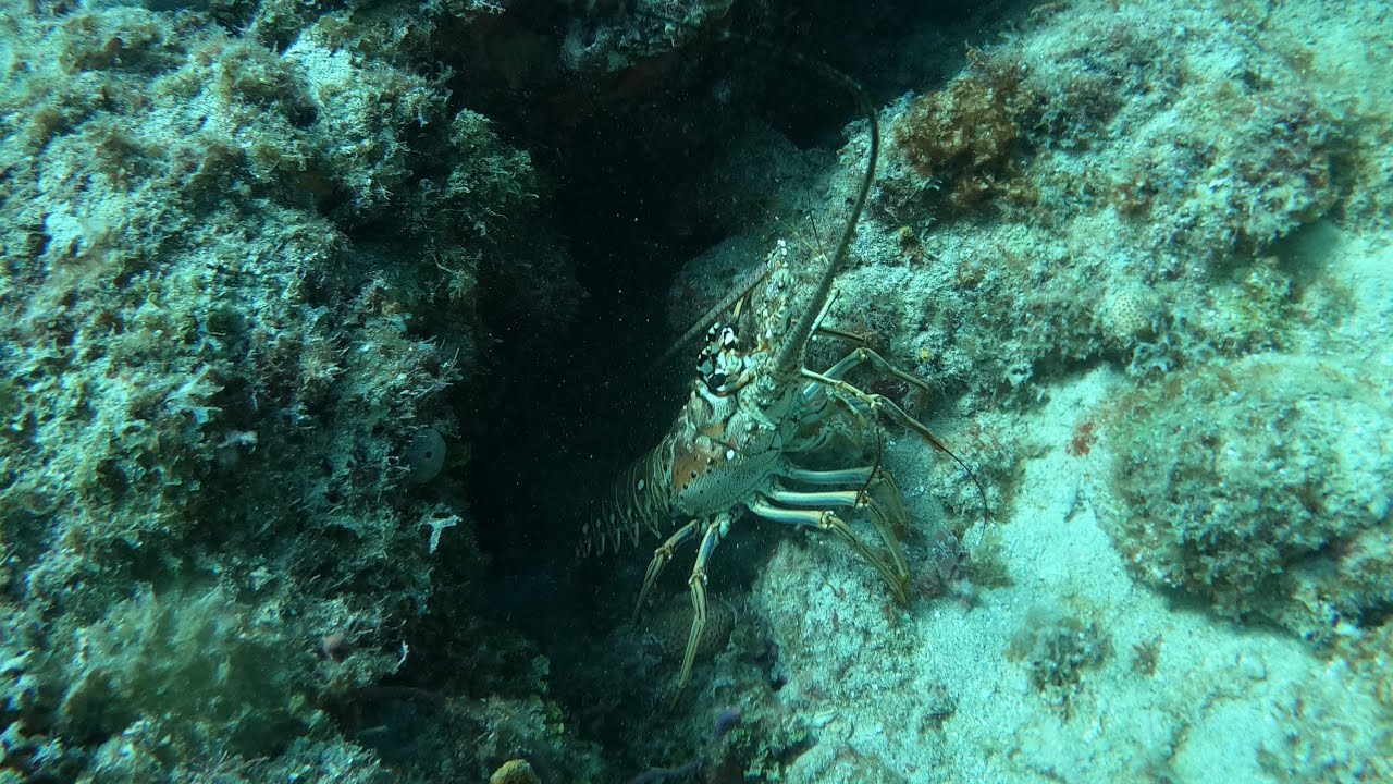 How to catch Lobsters Diving Miami - Aug 2020 - YouTube