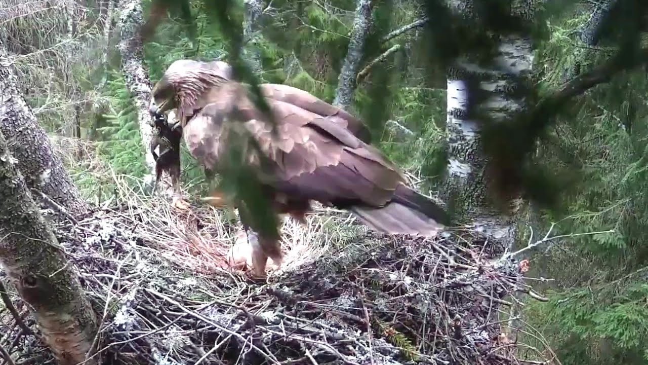 Suur konnakotka~Afternoon frog deliveries and incubation change~3 :11 ...