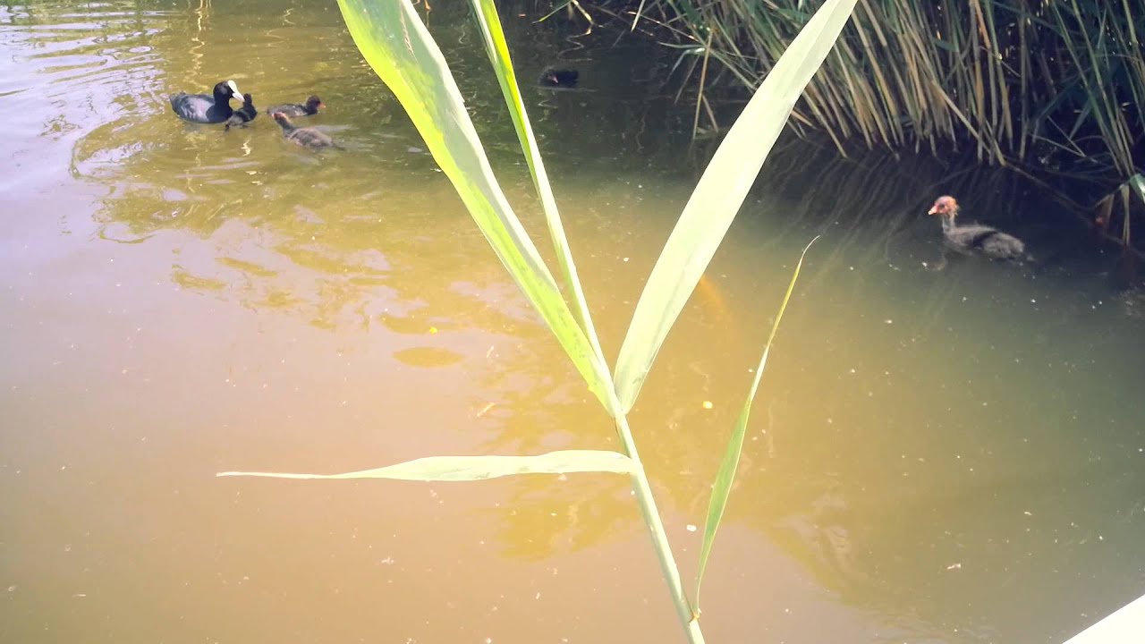 Ducks from Moldova - YouTube