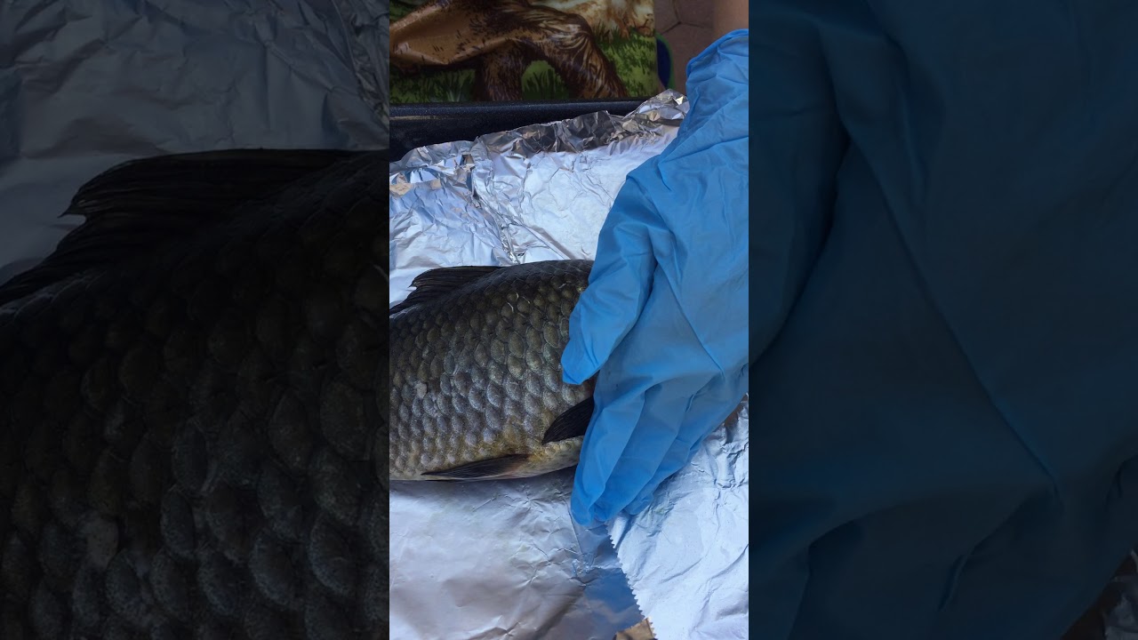 External Anatomy Of Fish Tilapia By Djoni YouTube external-anatomy-of-fish-tilapia-by-djoni-youtube