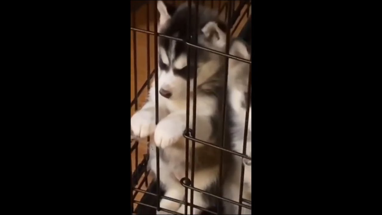 Husky Puppy Has a Natural Focused Angry Look - YouTube
