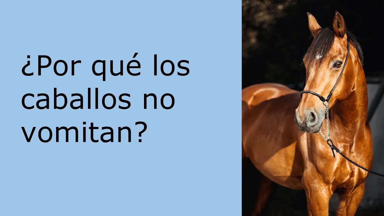 ¿Por qué los caballos no vomitan? #shorts - YouTube