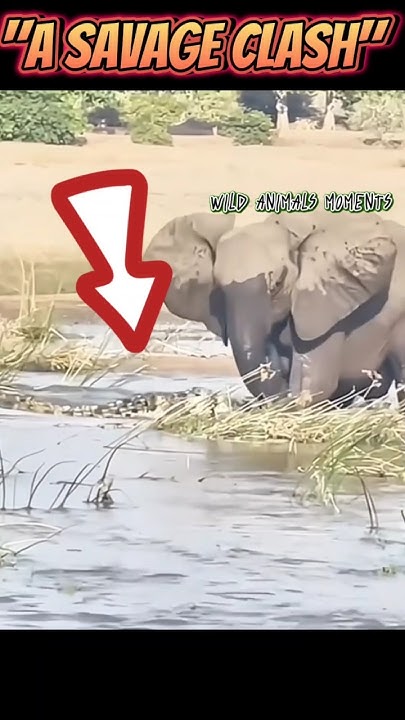 The BEST revenge 🐘 #youtubeshorts #wildlife #animals #elephant # ...