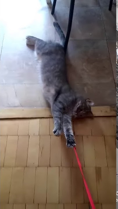 Кошка играет с веревкой - YouTube
