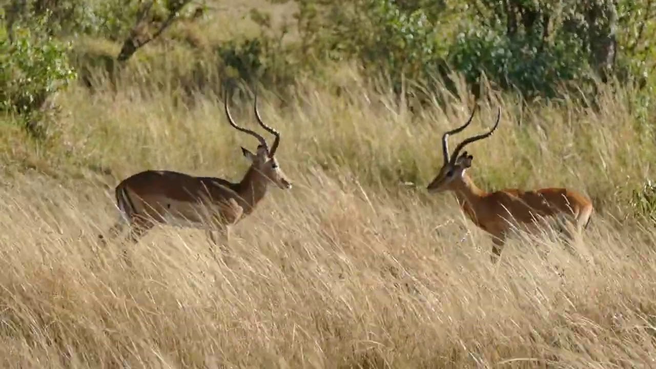 The Charming African Deer YouTube the-charming-african-deer-youtube