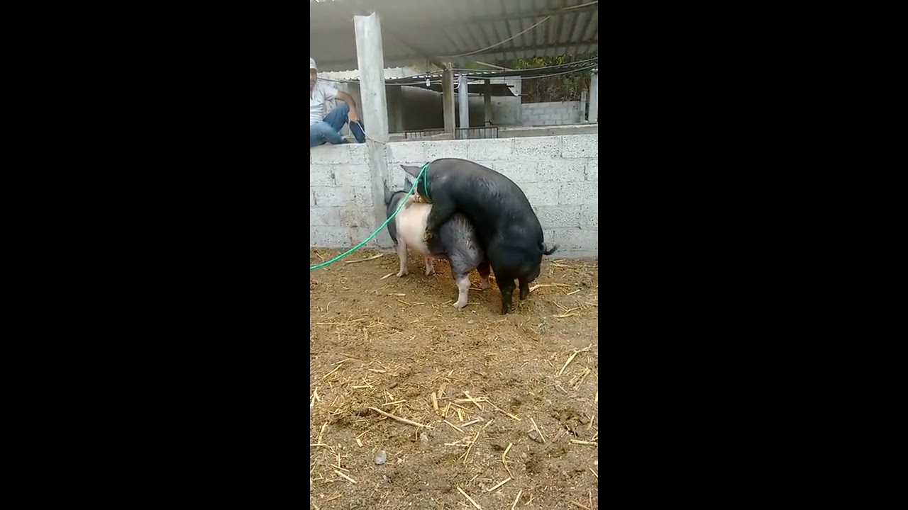 Puerca en celo de la granja yahualica - YouTube