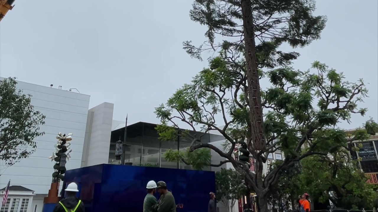 100-foot Christmas tree arrives at the Grove - YouTube