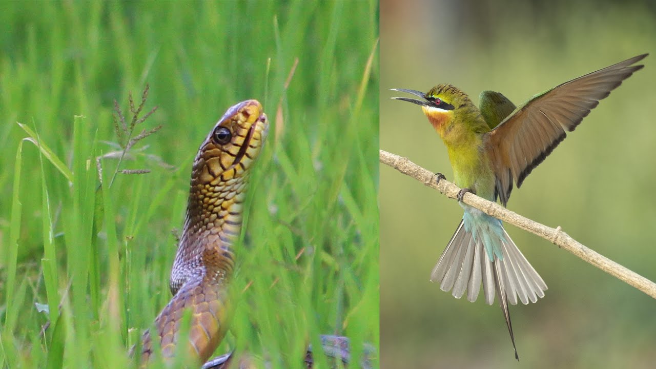 Snake vs Bee eater bird fight | Rat Snake | Blue Tailed Bee eater ...