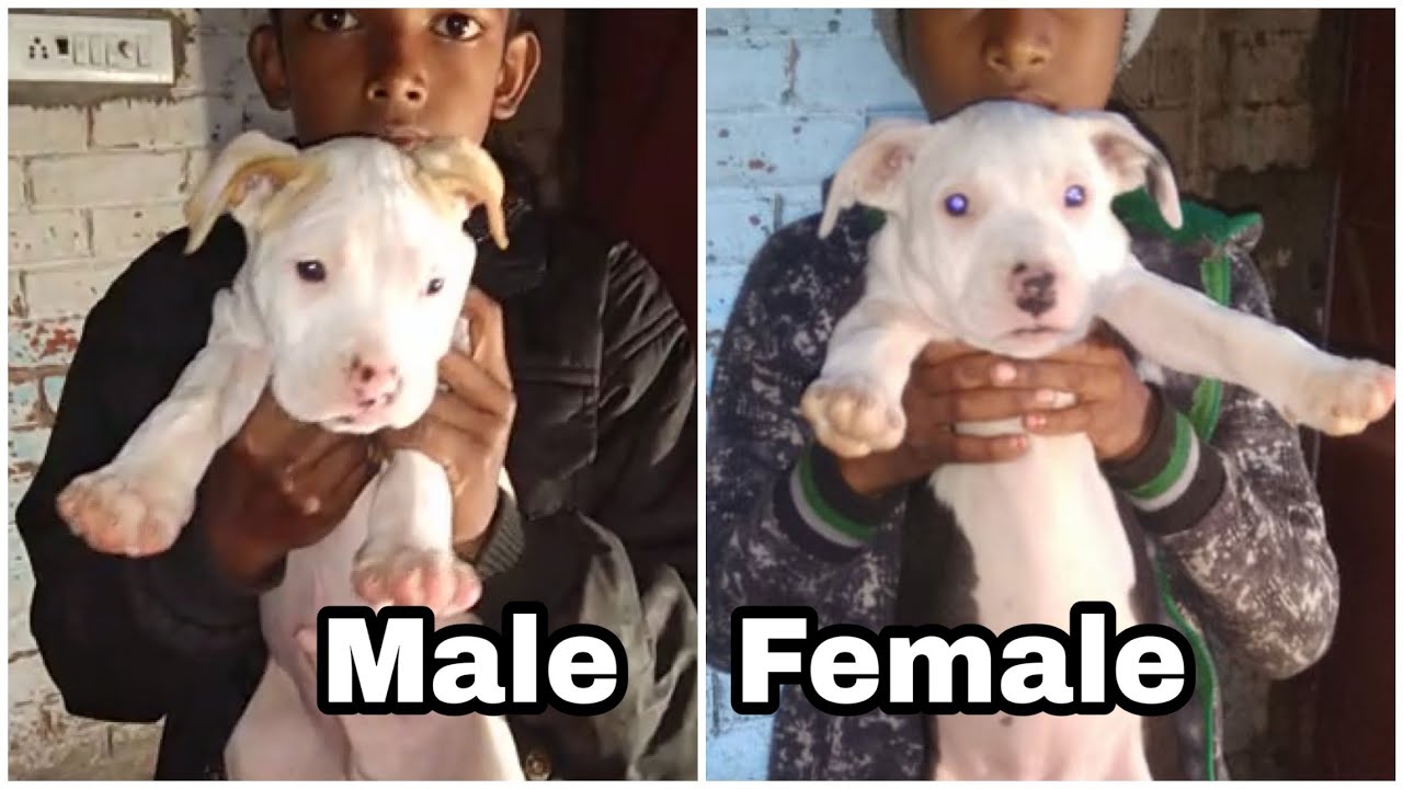 Heavy bone pitbull puppies available - YouTube