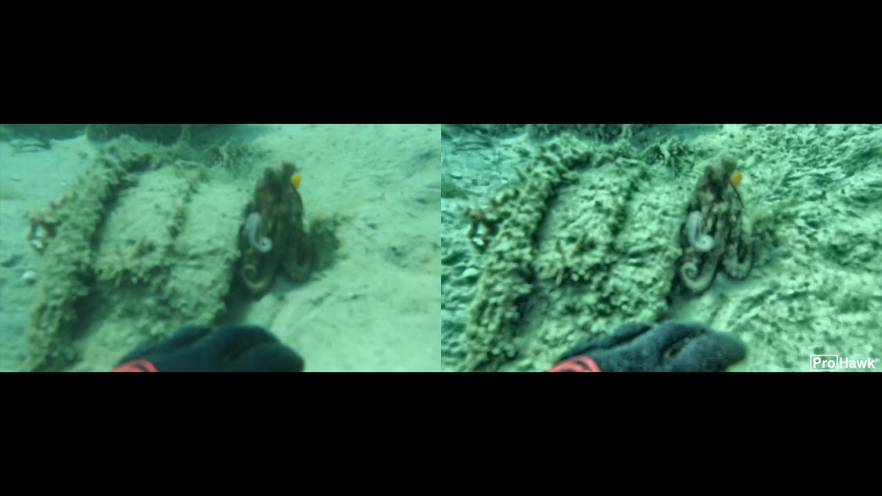 ProHawk AI Clarified Underwater Visibility | Diver & Octopus - YouTube