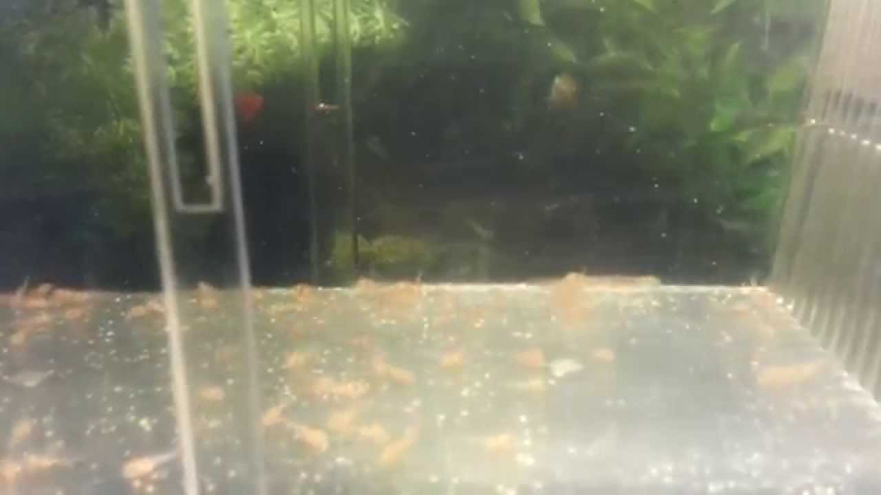10 day old cory fry feeding - YouTube