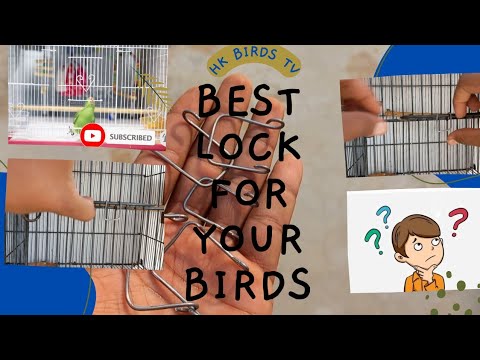 Now Parrot Can't Open Cage Door💥 | Best Lock For Your Parrot Cage💥 ...