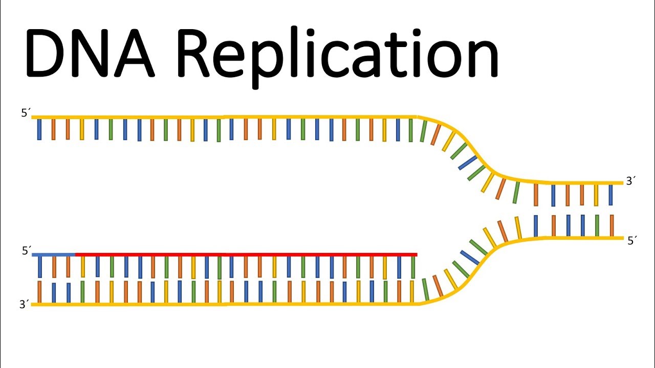 DNA replication - YouTube