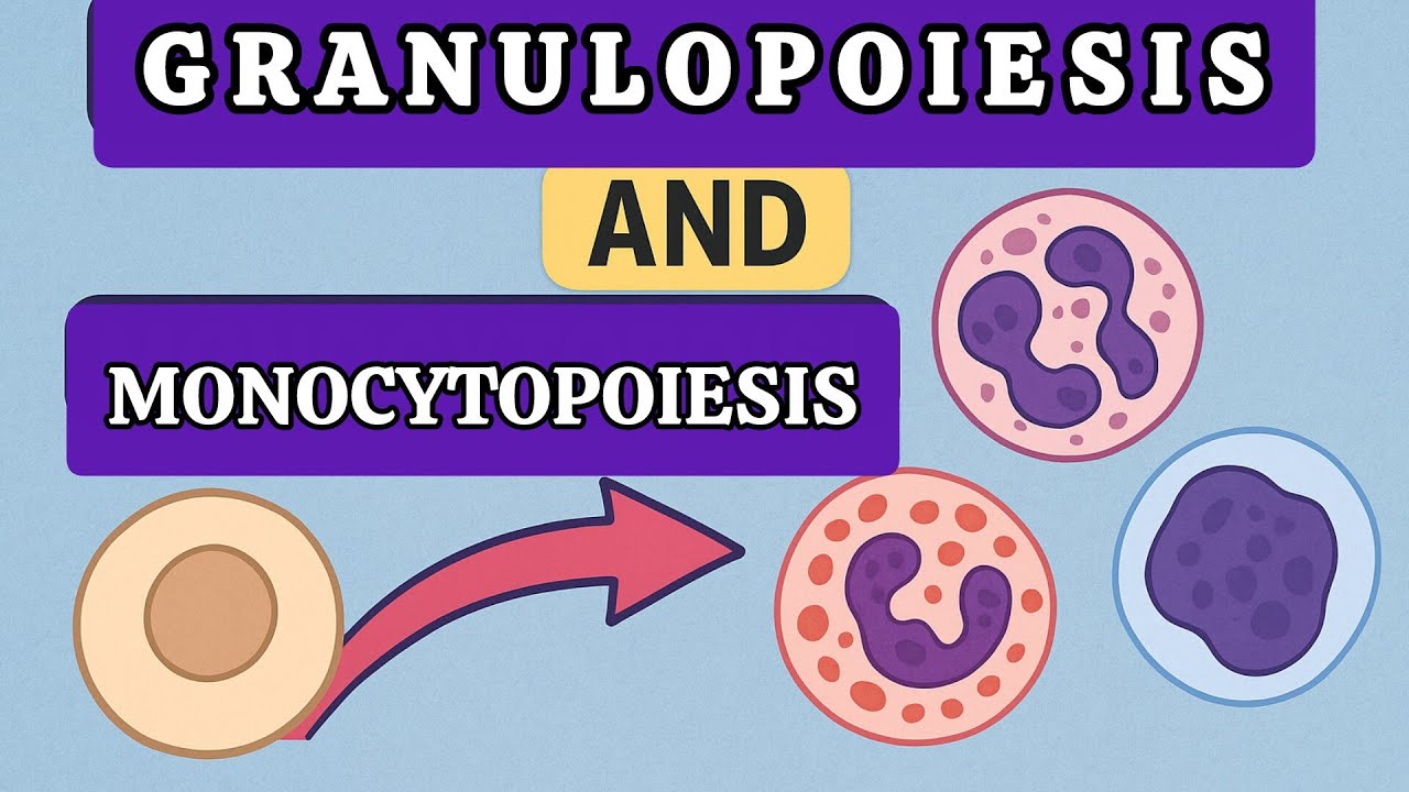 Granulopoiesis/Monocytopoiesis | Neutrophils, Eosinophils & Basophils ...