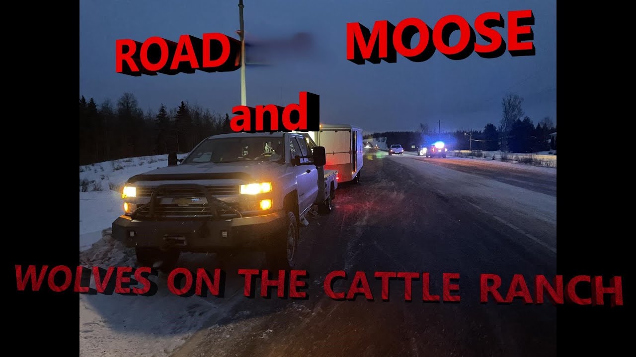 Roadkill moose and wolves on the cattle ranch. - YouTube