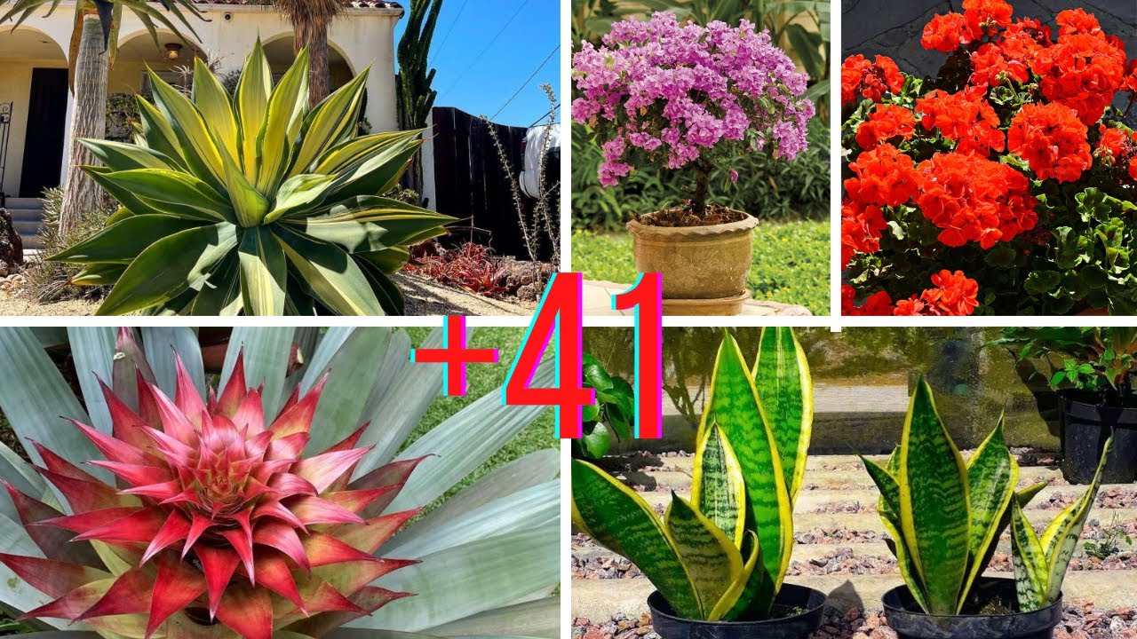 +41 Especies de plantas resistentes al sol para alegrar y iluminar tu ...