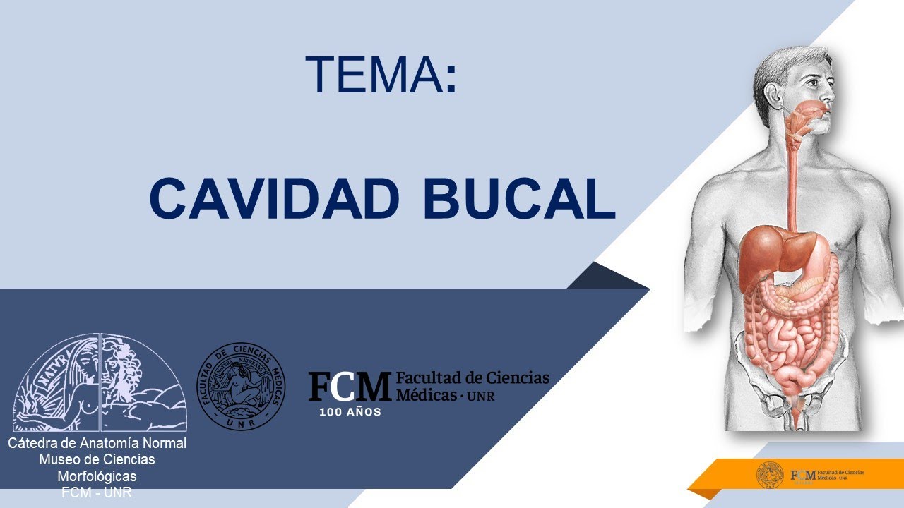 Aparato digestivo. Cavidad bucal - YouTube