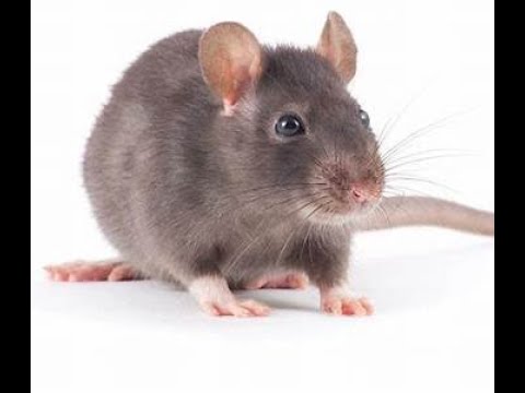 The soul of a RAT - @J.Wilson - A question of CHARACTER - YouTube