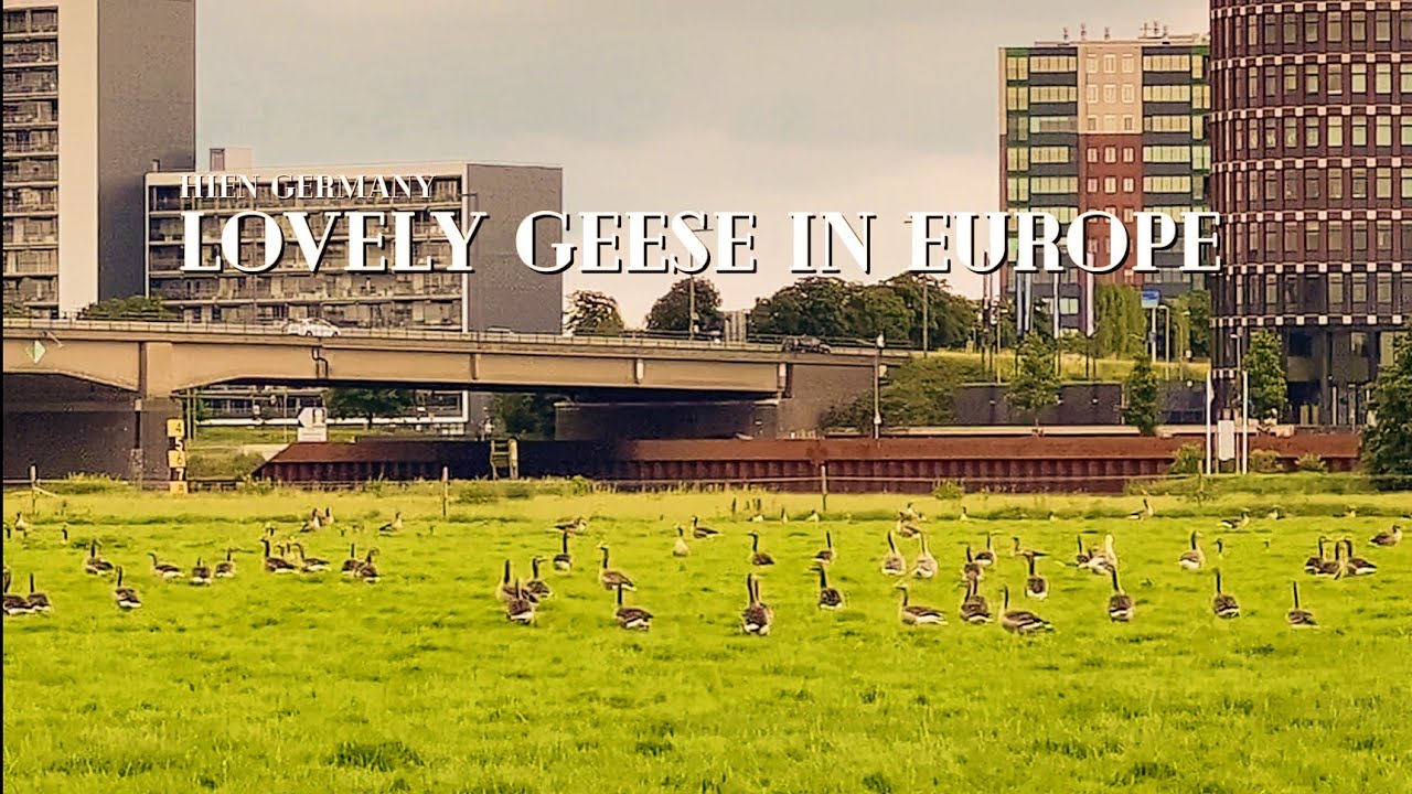 #187 Lovely Geese in Europe | Lovely Birds - YouTube