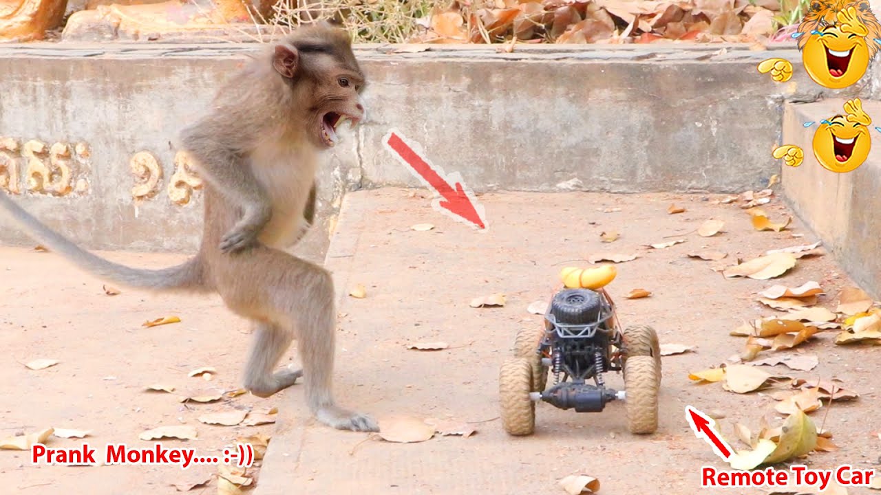 Monkey video Prank monkey #funny #monkey #monkeyvideo #animals # ...