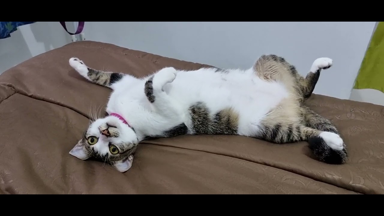 My Fav Pose Youtube