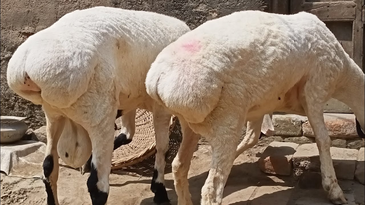 दुम्मा भोजन खाने की मुद्रा, दुम्मा चराई क्षेत्र, | Turkey Dumba | Al-TV ...