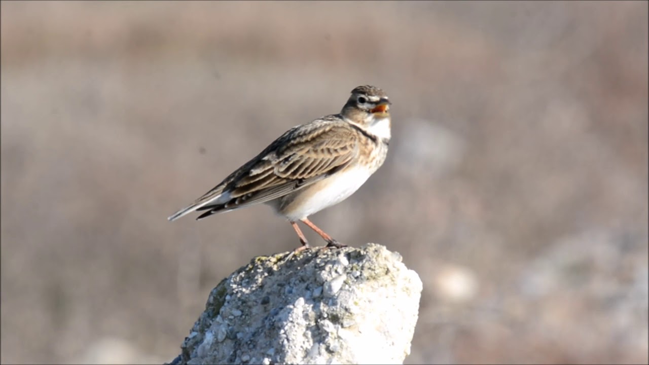 Calandra lark (Melanocorypha calandra) Γαλιάντρα - YouTube