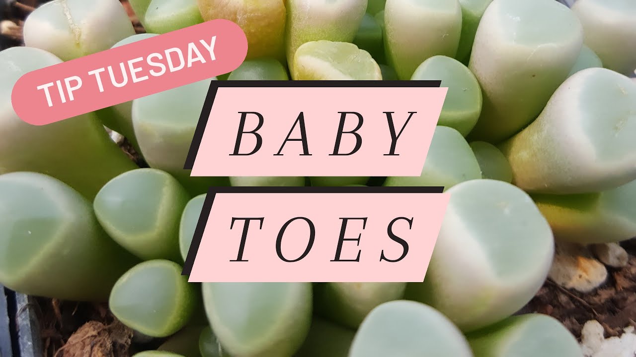 Tuesday Baby Images