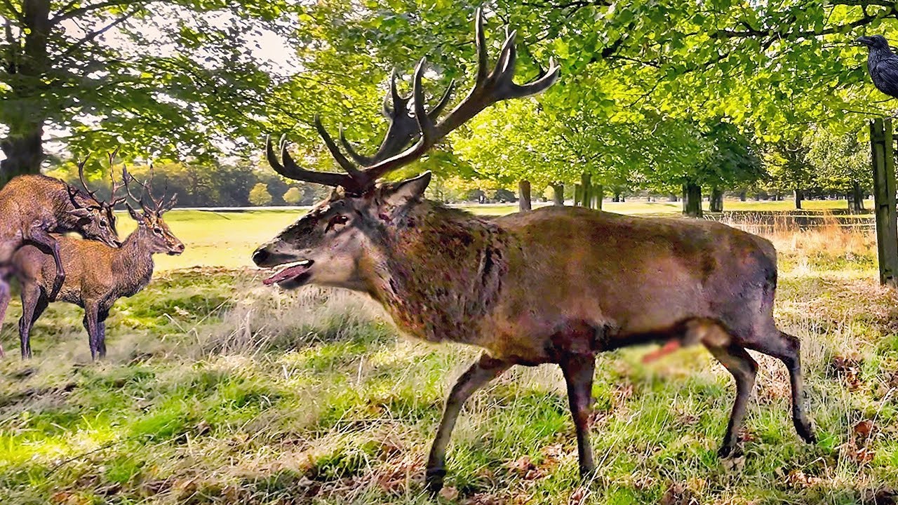 Wild Roar of Deer in the Mating Period | Behavior of Stag During the ...