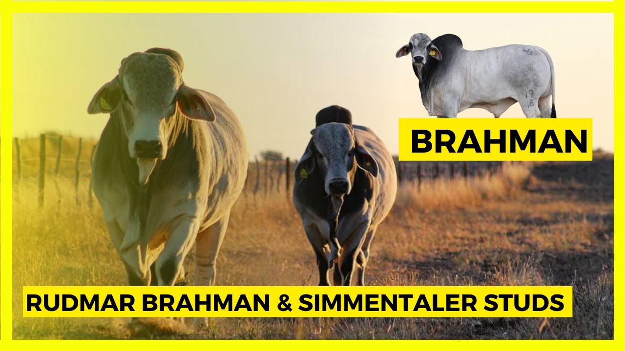 🟡 Amazing!! Brahman bulls - YouTube