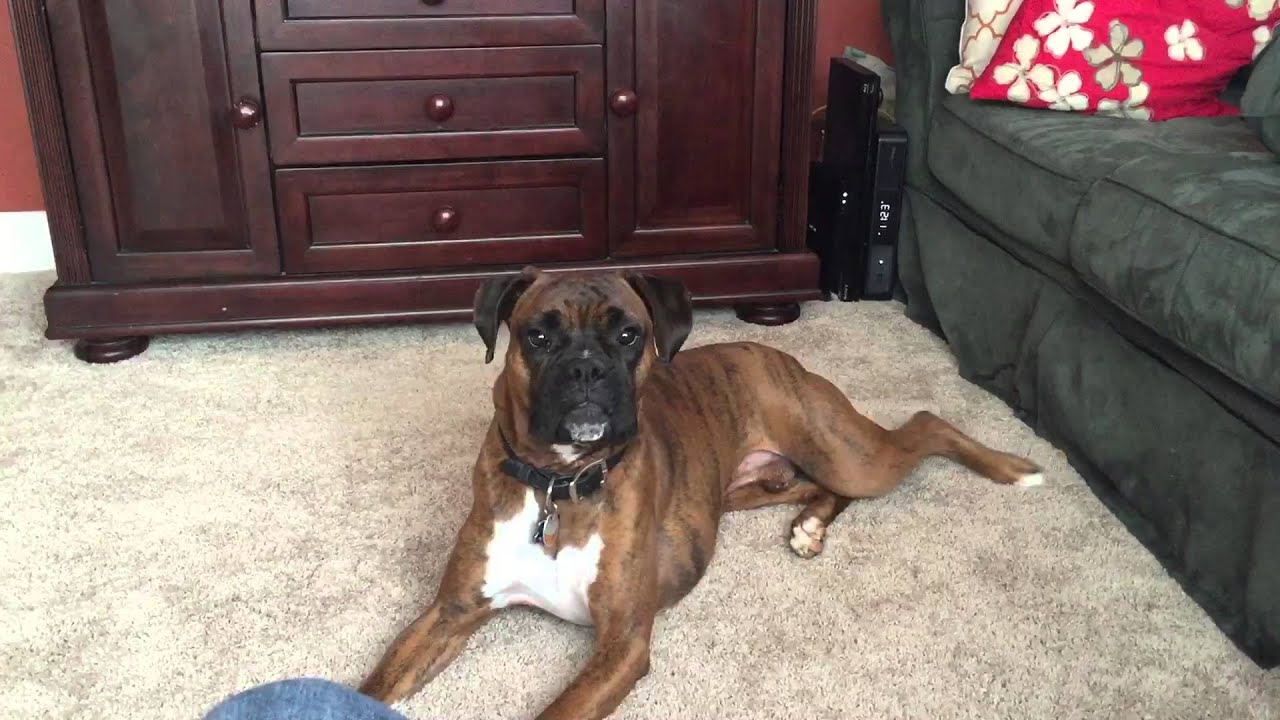 Boxer Howling Over Bone - YouTube
