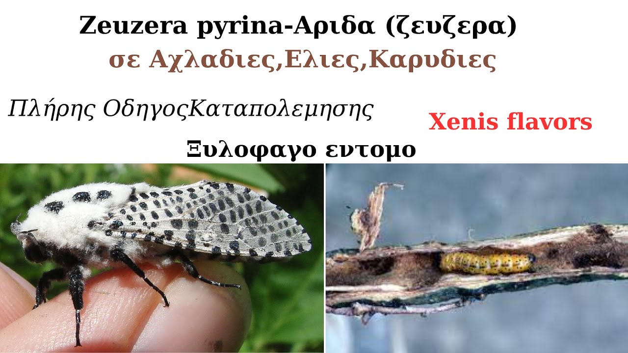 Ζευζέρα-Αρίδα!Πρόληψη,Καταπολέμηση-Συμπτωματα-Βιολ.Κυκλ.Εντομου Ξύλου ...