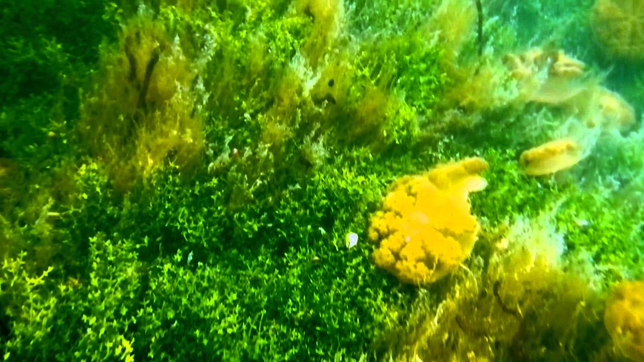 Kakaban Lake - Jelly Fish - YouTube