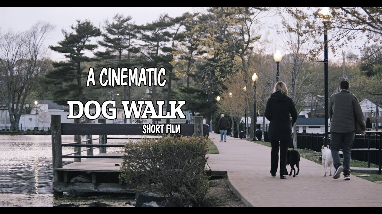A Dog's Dream in 4K | Cinematic Short - YouTube