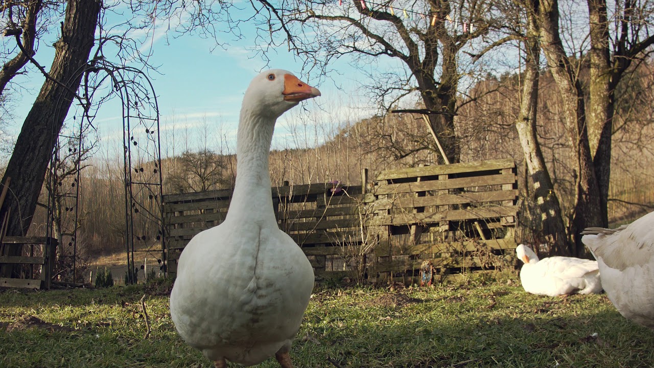 Die Gänse - YouTube