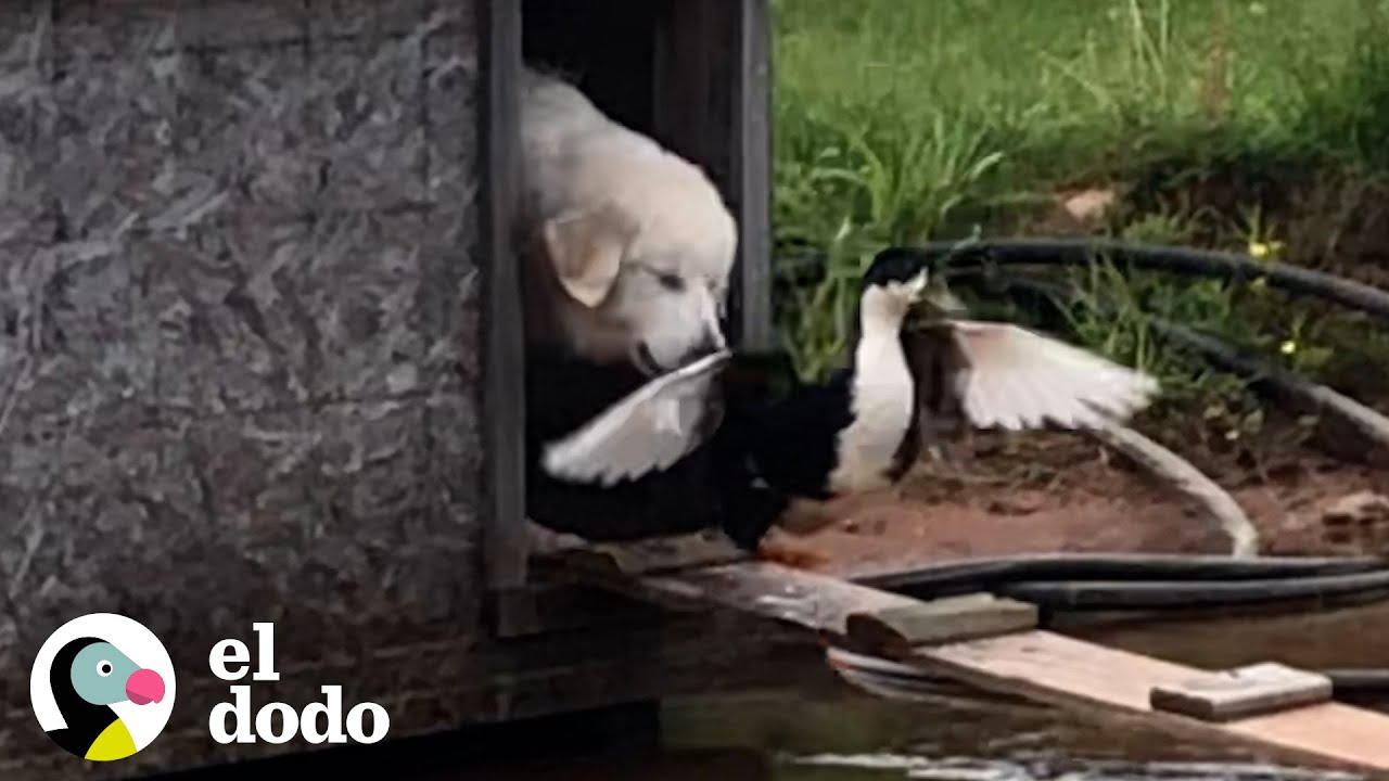 Pato sigue a su perro hermano por todas partes | Parejas Disparejas ...