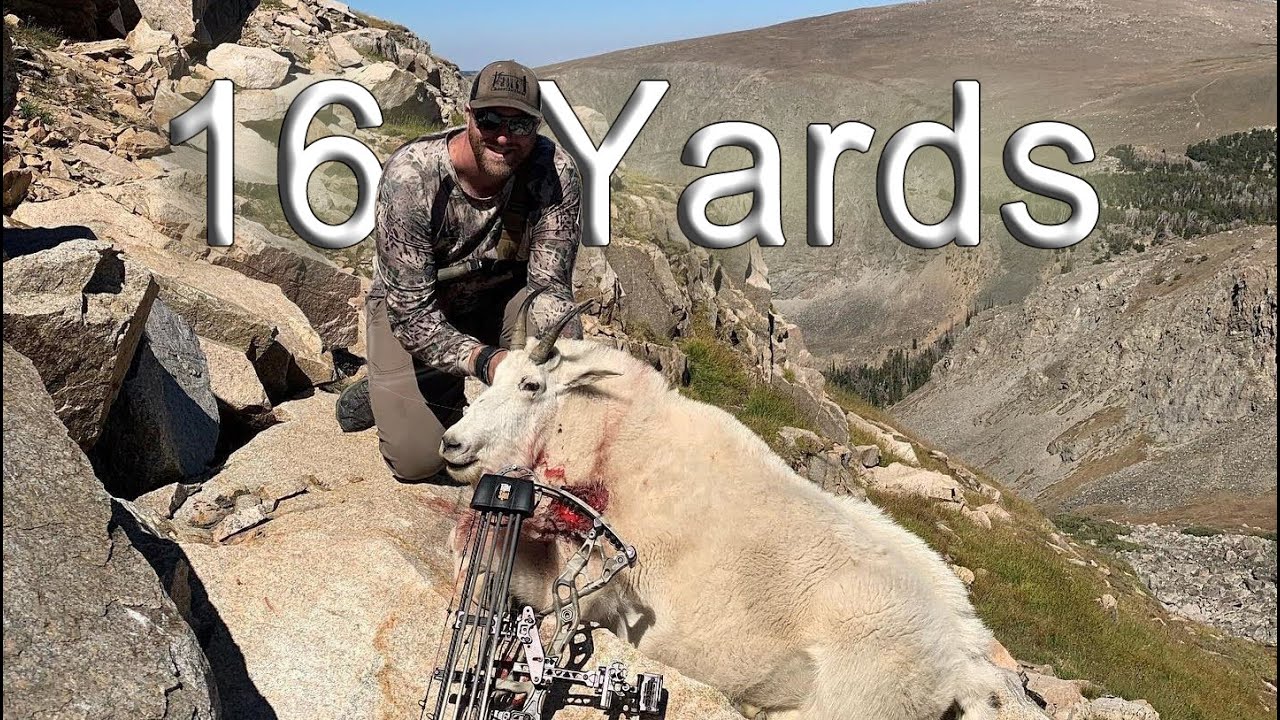 Archery Mountain Goat at 16 yards - Falls off the Cliff - YouTube