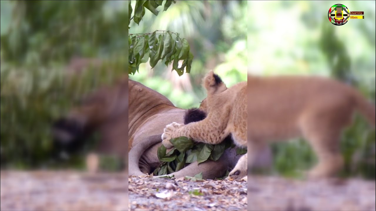 Super Adorable Savannah Cubs Compilation || Cute and Cuddly - YouTube