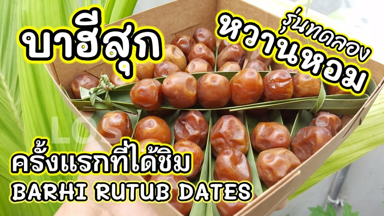 อินทผาลัม ระยะ รูทับ ช่วงที่อร่อยที่สุด first times to try Barhi rutub ...