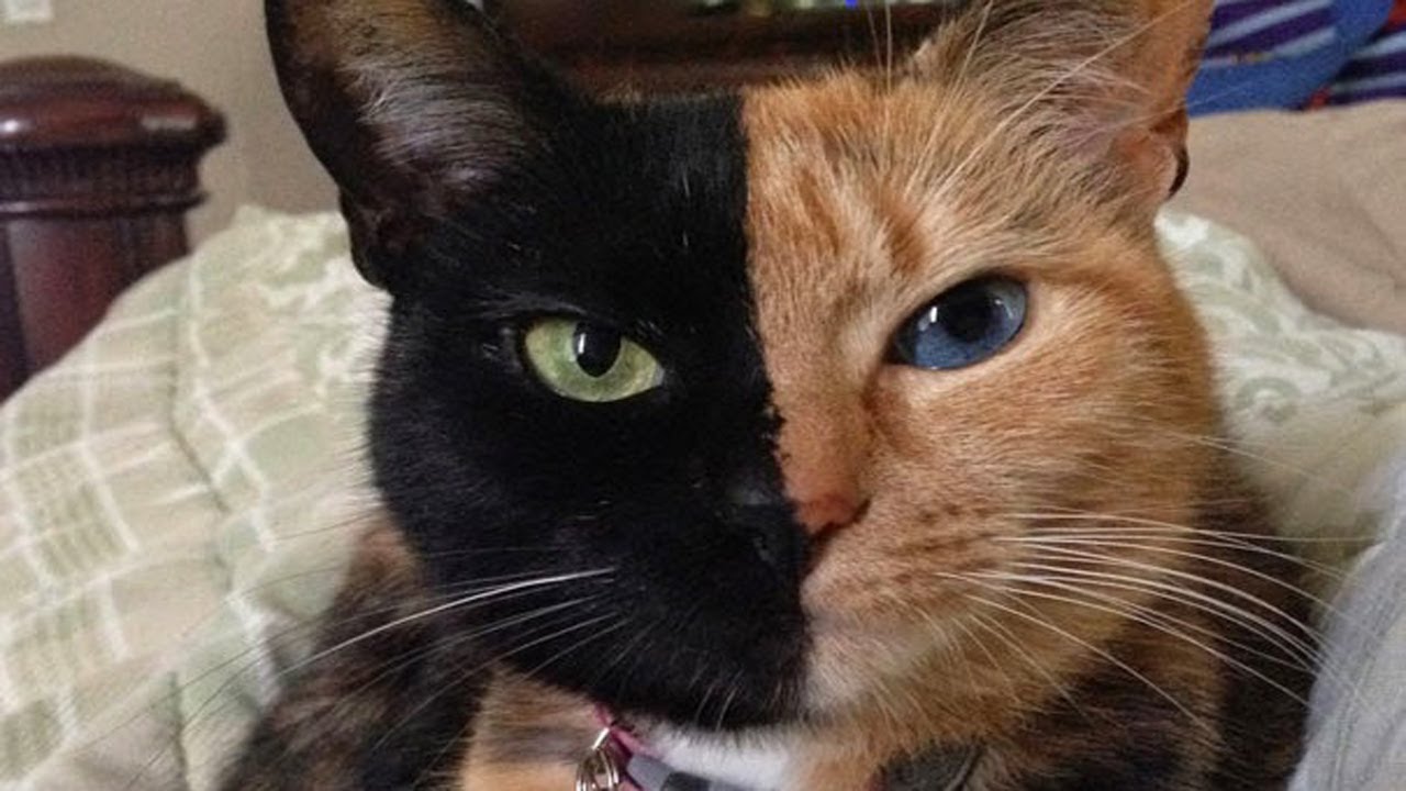 Conoce a Venus, el Increíble Gato de las 2 Caras. - YouTube