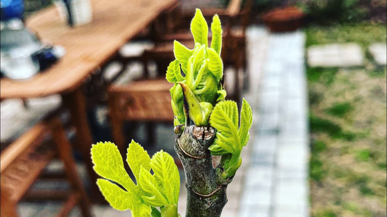 Spring Has Arrived for Phil’s Figs! - YouTube
