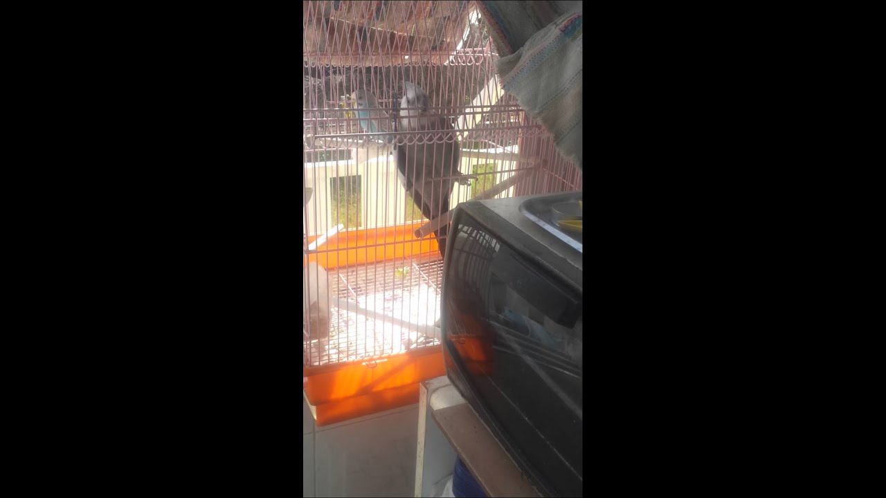 Parrot dancing to elvis presley song like a pro - YouTube