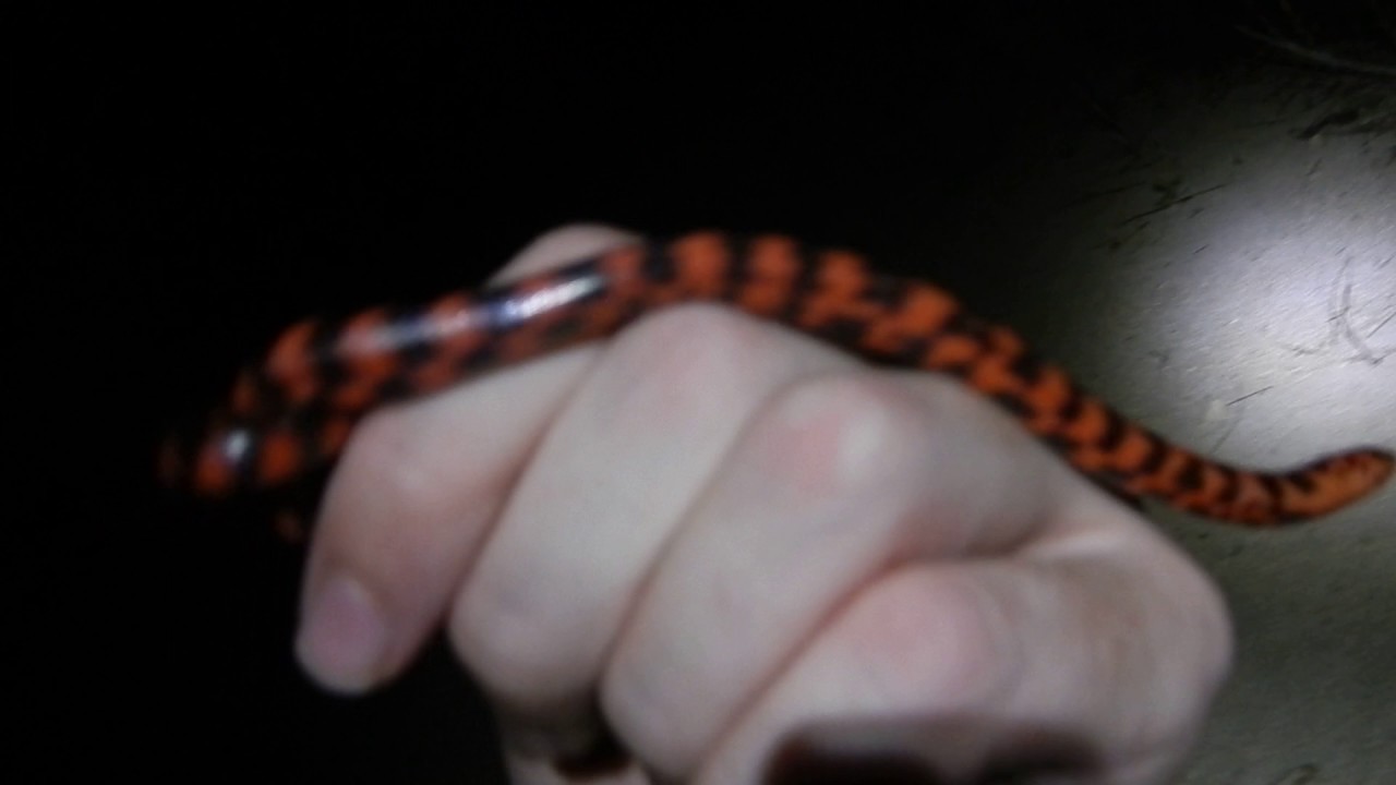 Eastern Mud Snake - YouTube