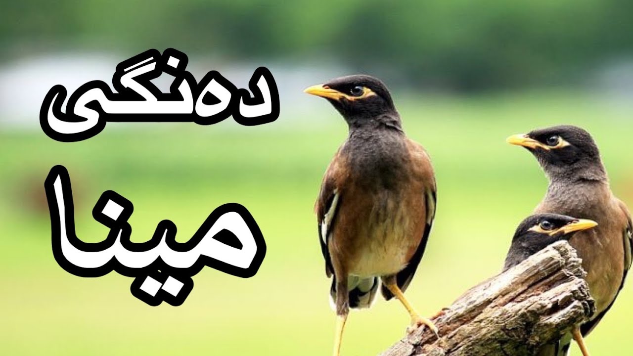 #mina #salik دەنگی باڵندەی مینا // صوت مينا // salik bird sounds - YouTube